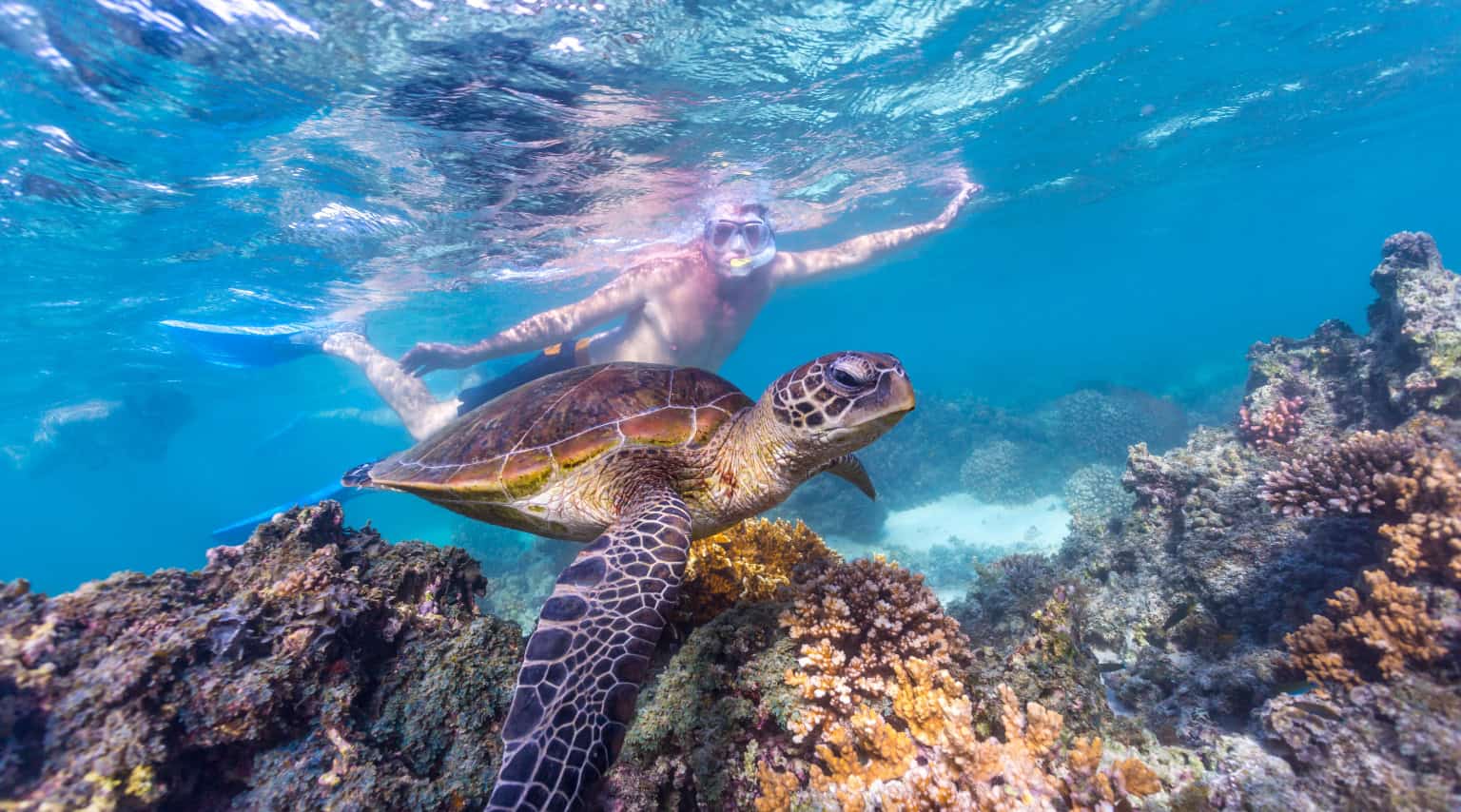 Turtle Hatching Season In Exmouth - Accommodation Exmouth Escape Resort ...