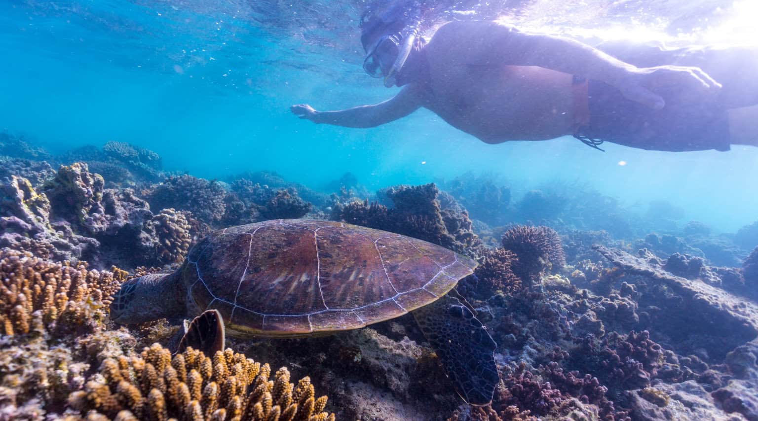 Turtle Hatching Season In Exmouth - Accommodation Exmouth Escape Resort ...