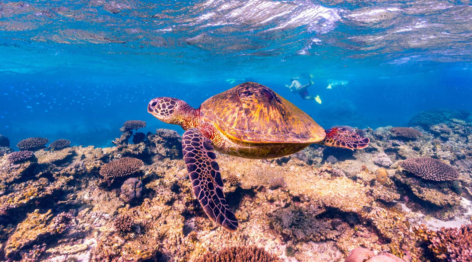 Turtle Hatching Season In Exmouth - Accommodation Exmouth Escape Resort ...